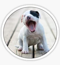 Staffy: Stickers | Redbubble