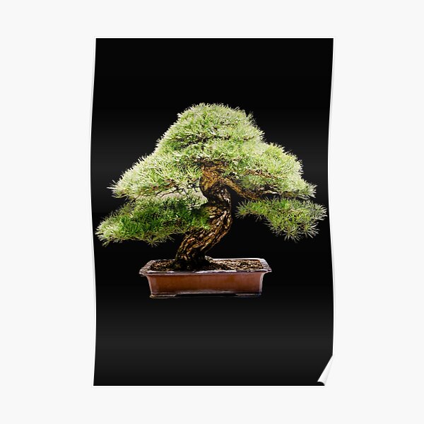 "Informal Upright Style Bonsai Tree" Poster for Sale by Click-Like ...