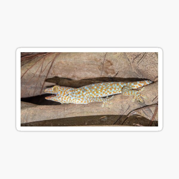 "Gecko Lizard" Sticker by DonMc | Redbubble