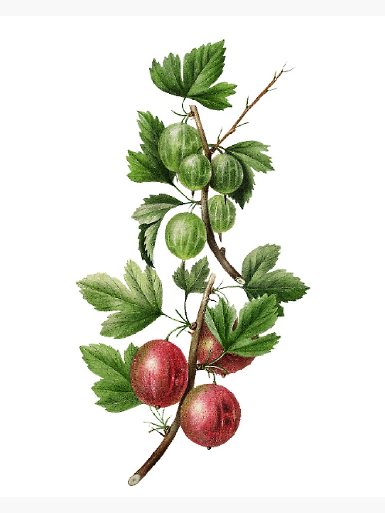 "Aesthetic Gooseberries Wall Art" Sticker for Sale by evavincent8 ...