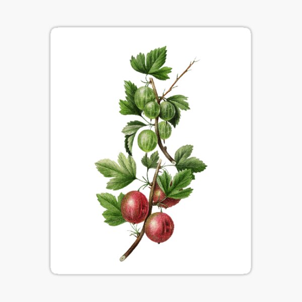 "Aesthetic Gooseberries Wall Art" Sticker for Sale by evavincent8 ...