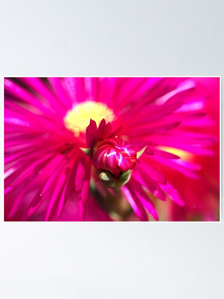 "Hot Pink Ice Plant/Pigface Flower" Poster for Sale by bubbleblue ...
