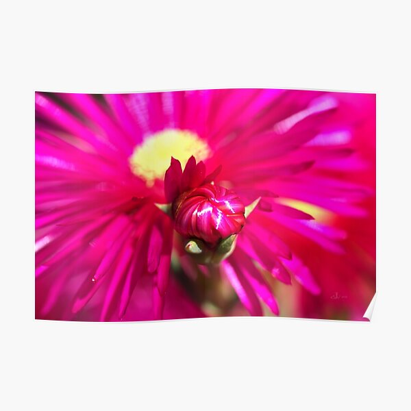 "Hot Pink Ice Plant/Pigface Flower" Poster for Sale by bubbleblue ...