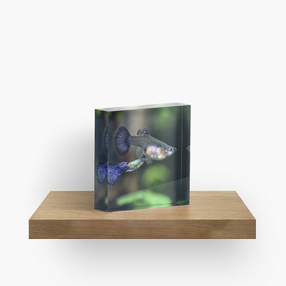 "Fancy Guppy Pair" Sticker for Sale by CassTiensivu | Redbubble