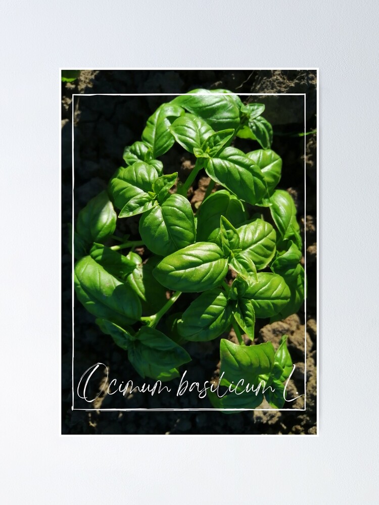 "Ocimum basilicum L. | Basil Plant" Poster for Sale by techno-mantis ...