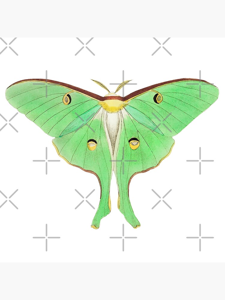 "Vintage Luna Moth" Poster for Sale by bookishneighbor | Redbubble