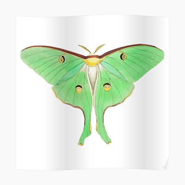 "Vintage Luna Moth" Poster for Sale by bookishneighbor | Redbubble