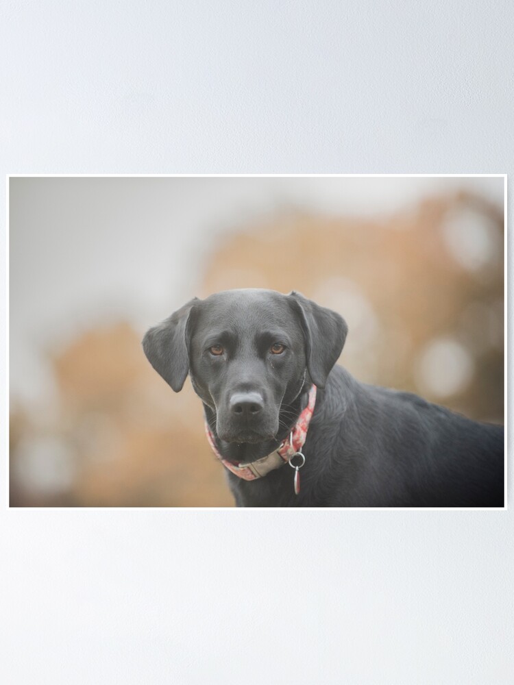 "black labrador" Poster by claireliz | Redbubble