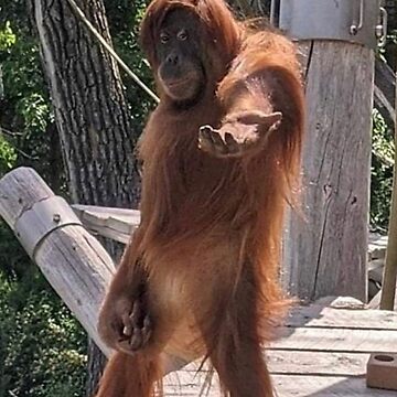 "Sick monkey" Sticker for Sale by JoeyGsShop | Redbubble