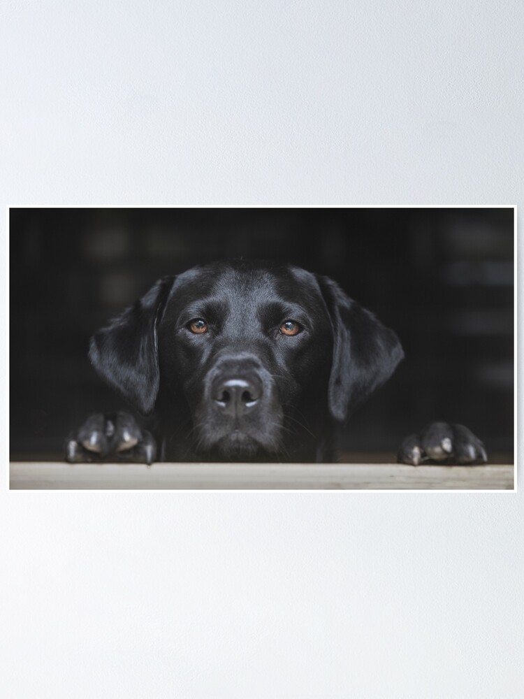 "black labrador puppy" Poster for Sale by claireliz | Redbubble
