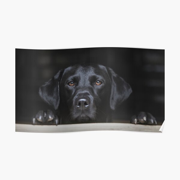 "black labrador puppy" Poster for Sale by claireliz | Redbubble