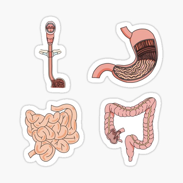 "Intestine, Stomach and Esophagus Anatomy" Sticker for Sale by hnryglen ...