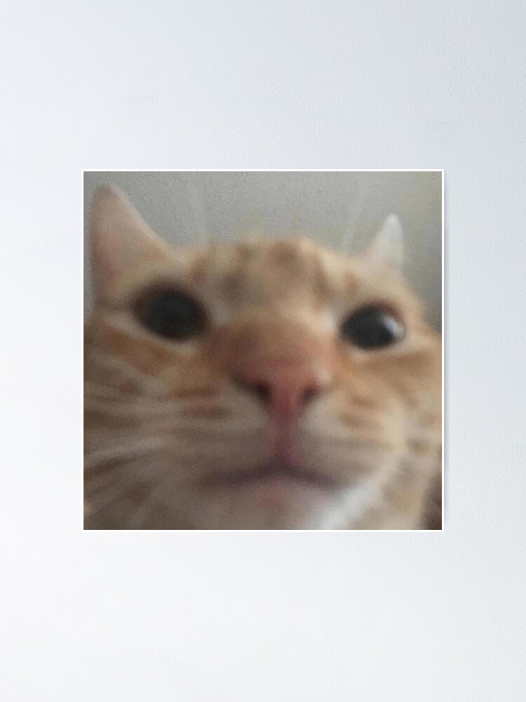 "staring cat, gusic, swag cat. (large version)" Poster for Sale by ...