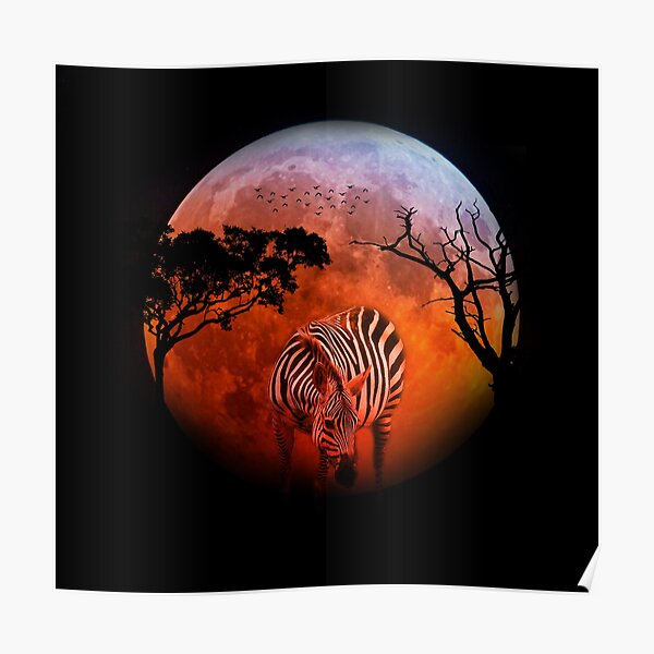 "ZEBRA MOON LIGHT AFRICA " Poster by johnnyssandart | Redbubble