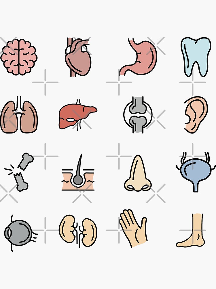 "Super cute human anatomy, Medical Inspired, Nurse Sticker, Anatomical ...