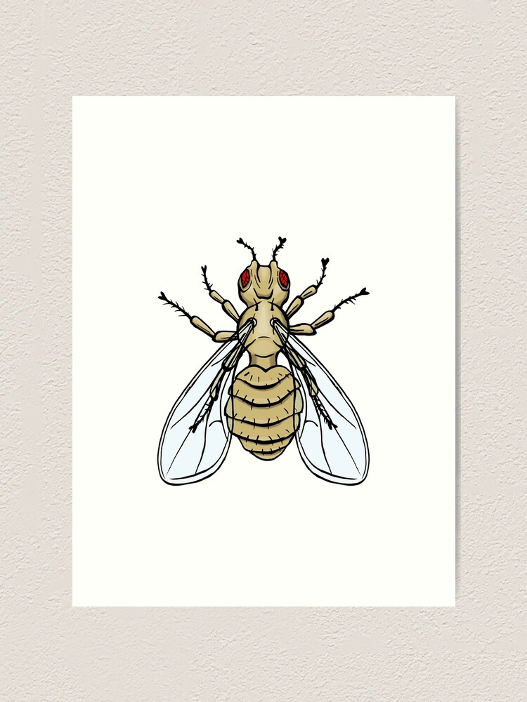 "Drosophila melanogaster - bar eye mutation" Art Print for Sale by ...