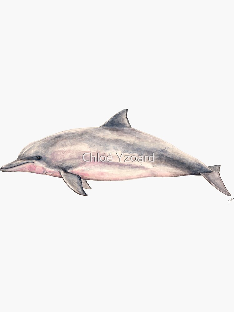 "Tucuxi, river dolphin species" Sticker for Sale by CHLOEYZOARD | Redbubble