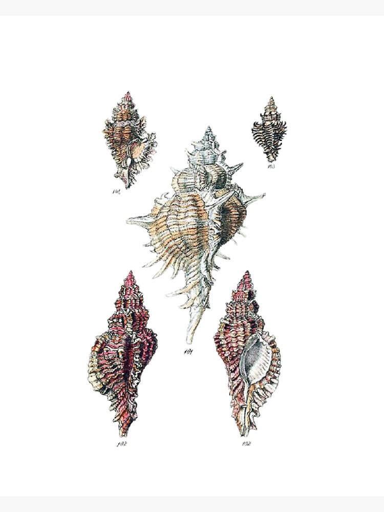 "Aesthetic Seashells Art Print" Sticker by evavincent8 | Redbubble