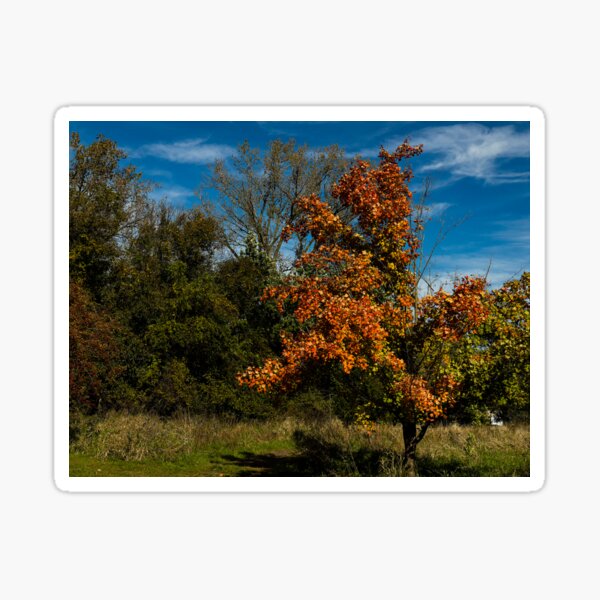 "Colourful sentinel" Sticker for Sale by Braniff4ever | Redbubble