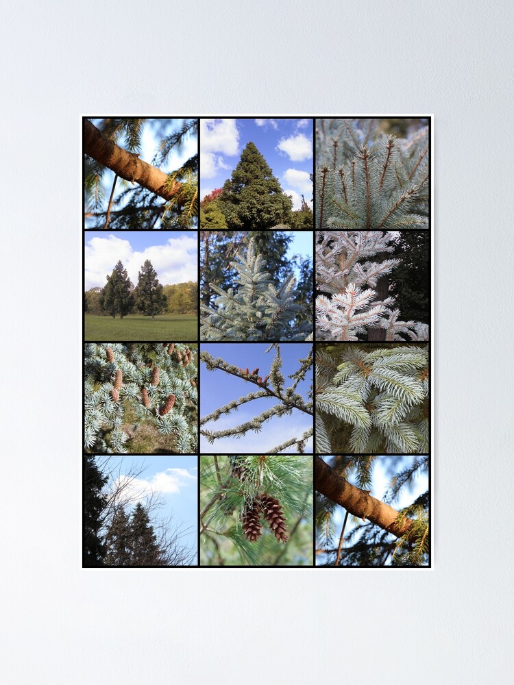 "Evergreen Pine Spruce Tree Large Collage" Poster for Sale by JariHawk ...