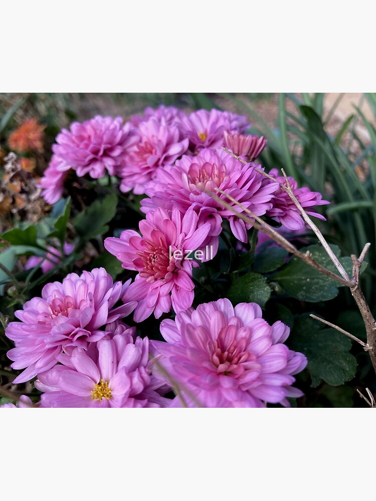 "Magenta Mums" Poster for Sale by lezell | Redbubble