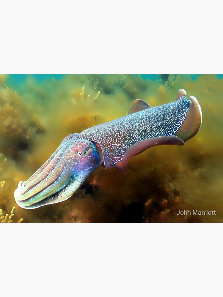 "Colourful Cuttlefish" Poster for Sale by John Marriott | Redbubble