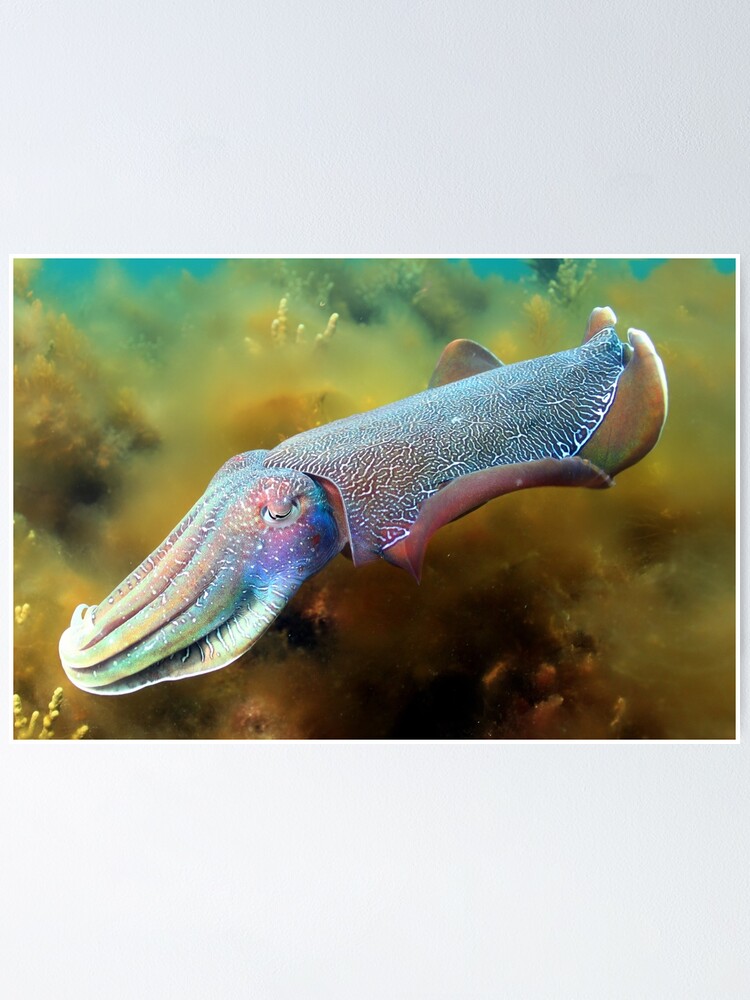 "Colourful Cuttlefish" Poster for Sale by John Marriott | Redbubble
