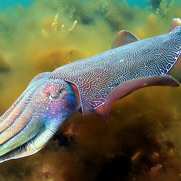 "Colourful Cuttlefish" Poster for Sale by John Marriott | Redbubble