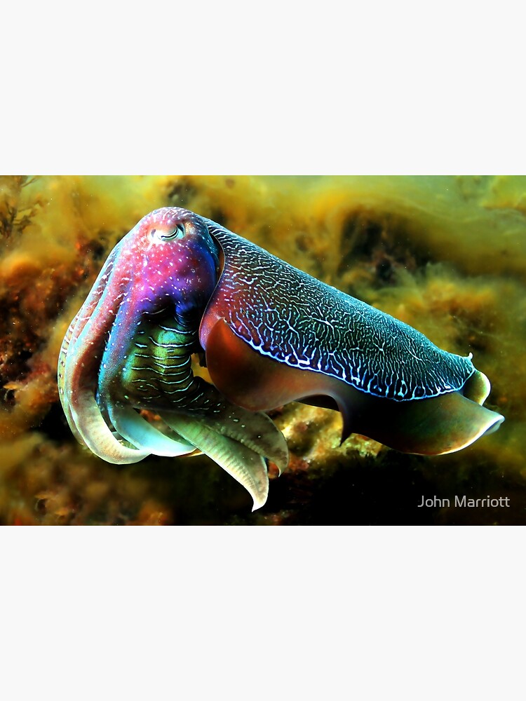 "Psychedelic Cuttlefish" Art Print by johnm35 | Redbubble