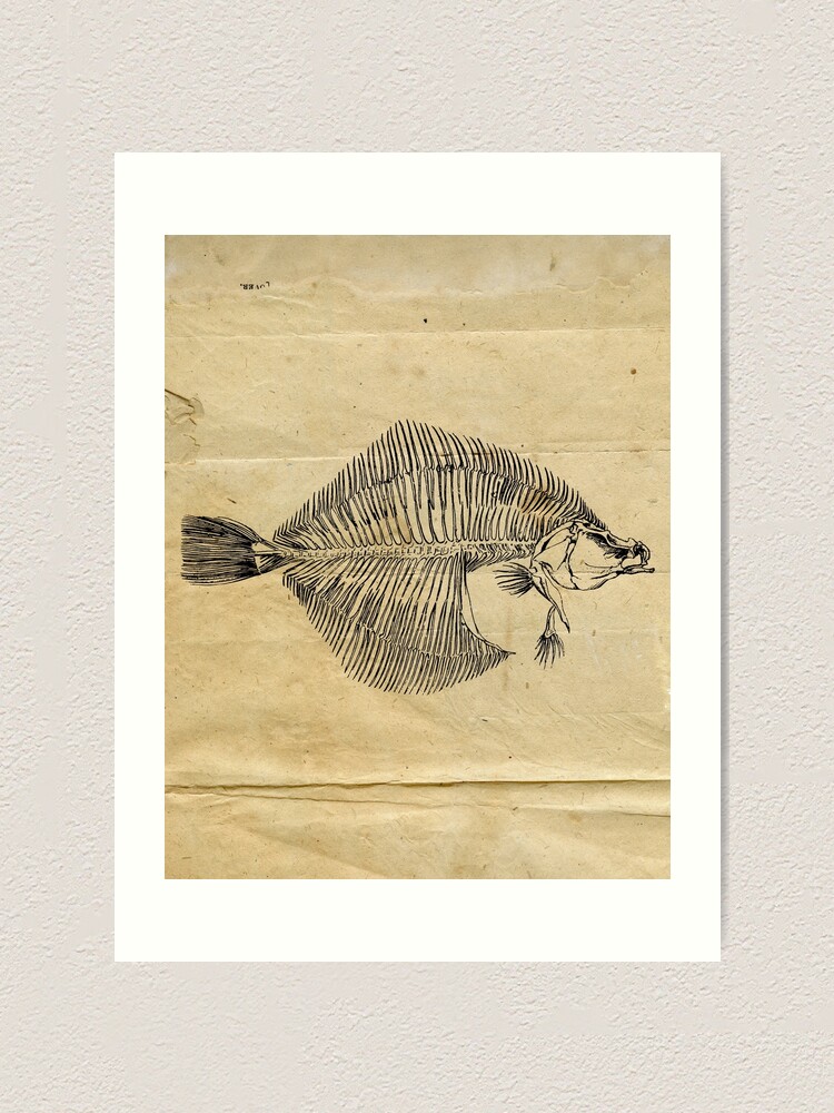 "Flounder Fish Vintage Black and White Illustration | Ocean Wildlife ...