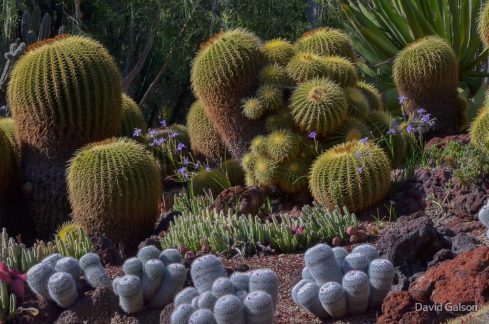 "Barrel Cactus" by David Galson | Redbubble