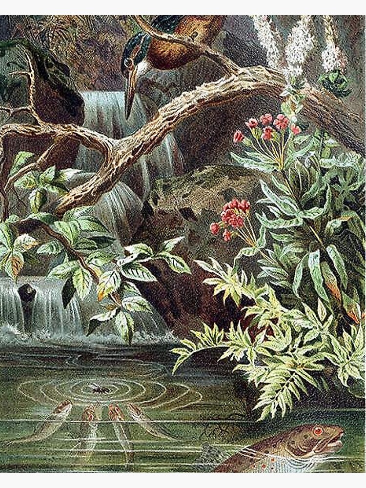 Lámina fotográfica «Lámina artística Flora y fauna estéticas» de ...