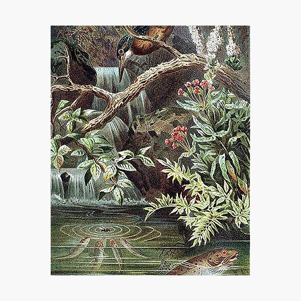 Lámina fotográfica «Lámina artística Flora y fauna estéticas» de ...