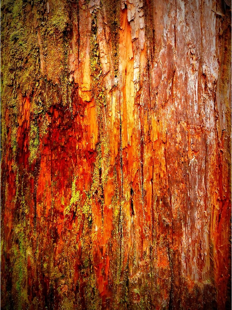 Fotodruck for Sale mit "Australische Baumrinde-Reihe # 21" von Moments ...