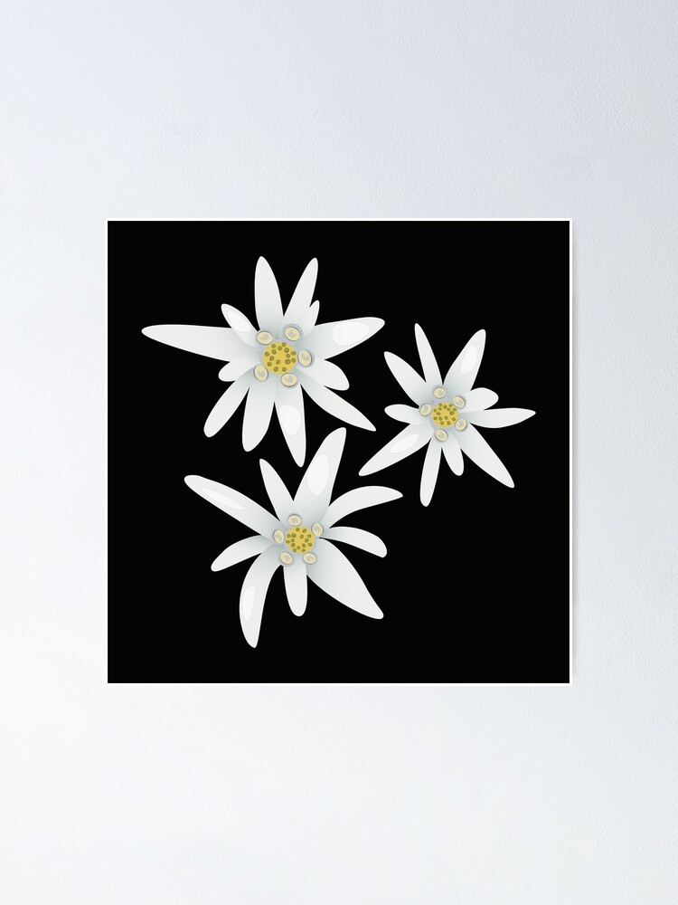 "Edelweiss flowers" Poster for Sale by Elysianofficial | Redbubble