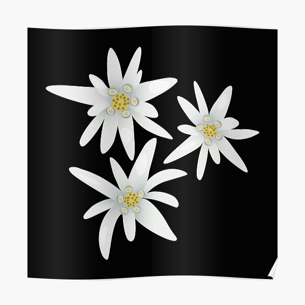 "Edelweiss flowers" Poster for Sale by Elysianofficial | Redbubble
