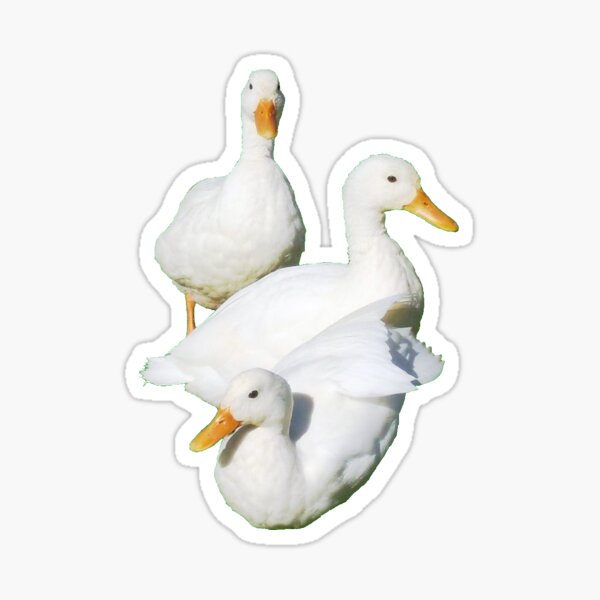 "White Ducks" Sticker for Sale by gbbarabas | Redbubble