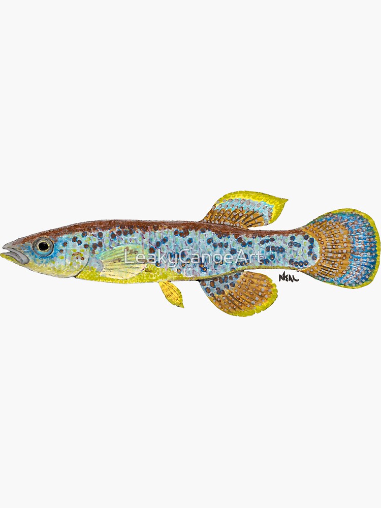"Barrens Topminnow (Fundulus julisia)" Sticker for Sale by ...