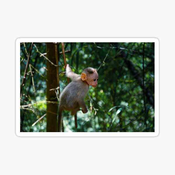 "Baby monkey" Sticker by miljuvarghese | Redbubble