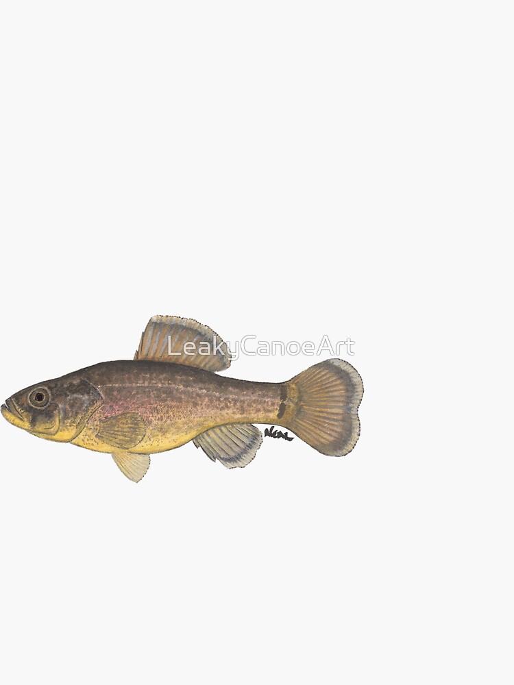 "Pirate Perch (Aphredoderus sayanus)" Sticker for Sale by LeakyCanoeArt ...