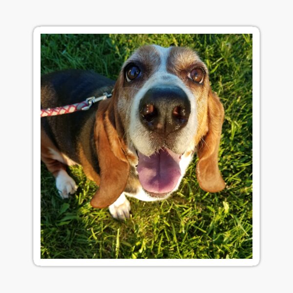 "Basset Hound Love" Sticker by CKnarrGebert | Redbubble