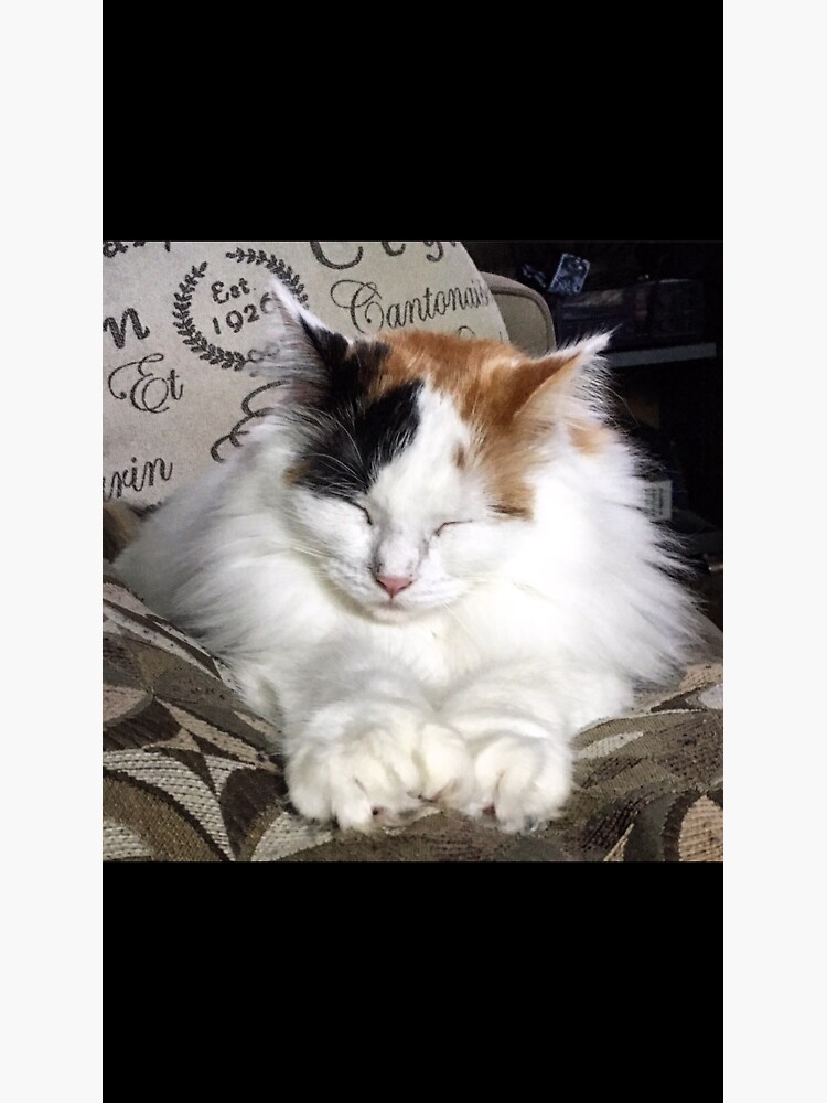 "Purrrrrr" Sticker for Sale by PurrfectMeows | Redbubble