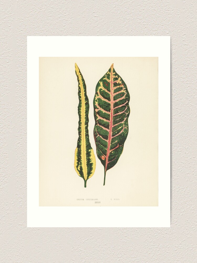 "Croton irregulare Adelaster Albivenis antique botanical illustration ...