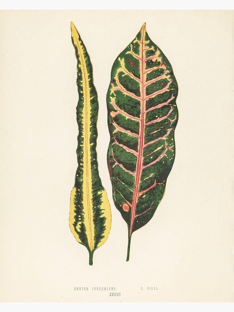 "Croton irregulare Adelaster Albivenis antique botanical illustration ...