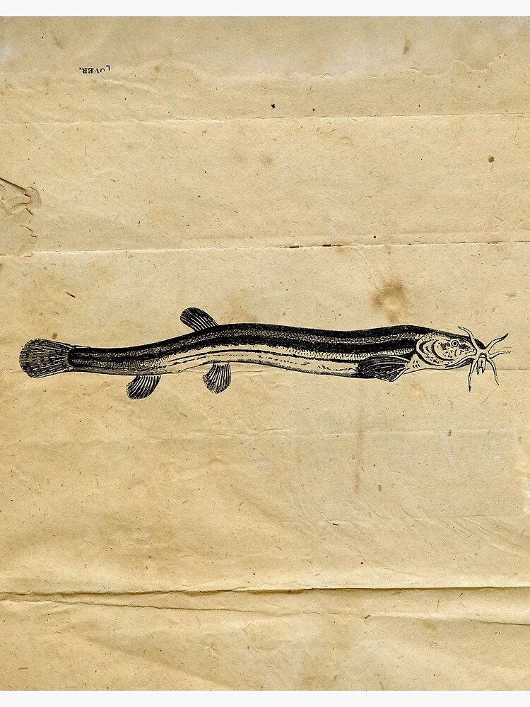 "Loach fish Vintage Black and White Illustration | Ocean Wildlife Fish ...