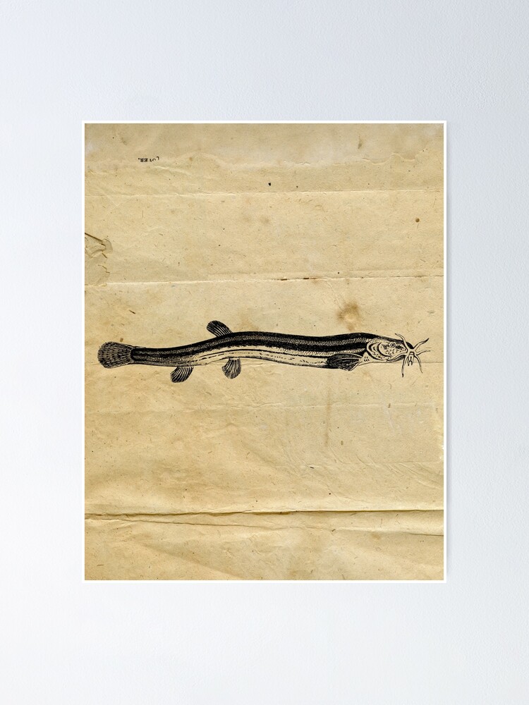 "Loach fish Vintage Black and White Illustration | Ocean Wildlife Fish ...