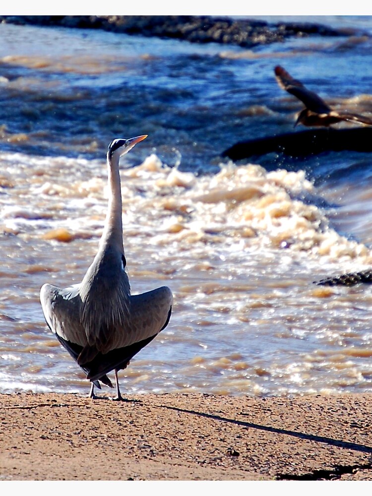 "Heron Vigilant" Sticker for Sale by djcm1 | Redbubble