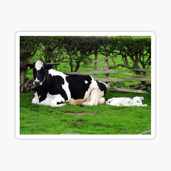 "Mum Friesian Cow And Newborn Calf" Sticker for Sale by tommysphotos ...