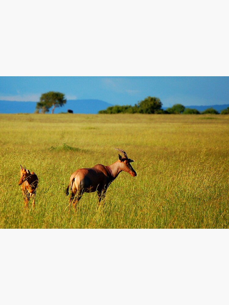 "Topi" Sticker by djcm1 | Redbubble