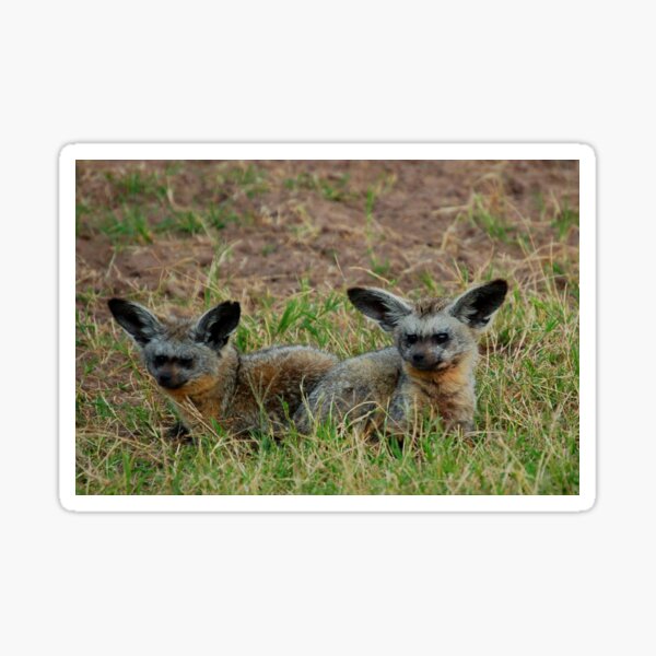 "Bat-Eared Foxes" Sticker for Sale by djcm1 | Redbubble